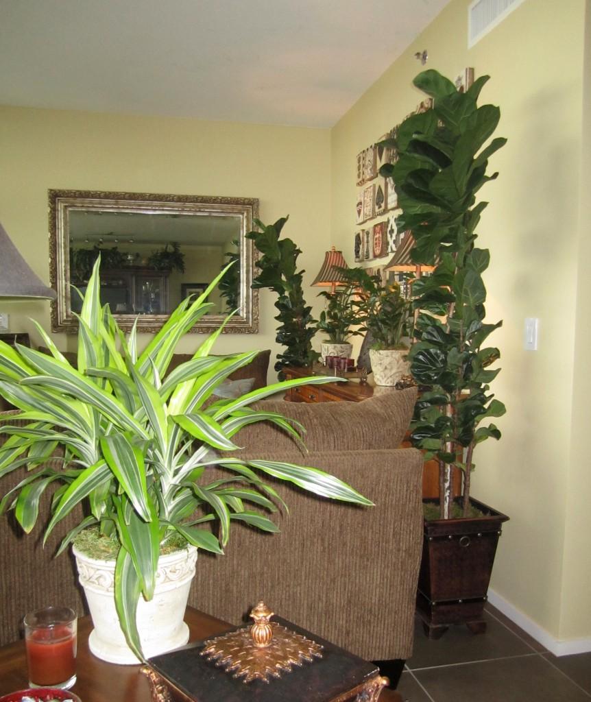 Interior Plant Design Projects – Growing Roots Interior Plant Pros