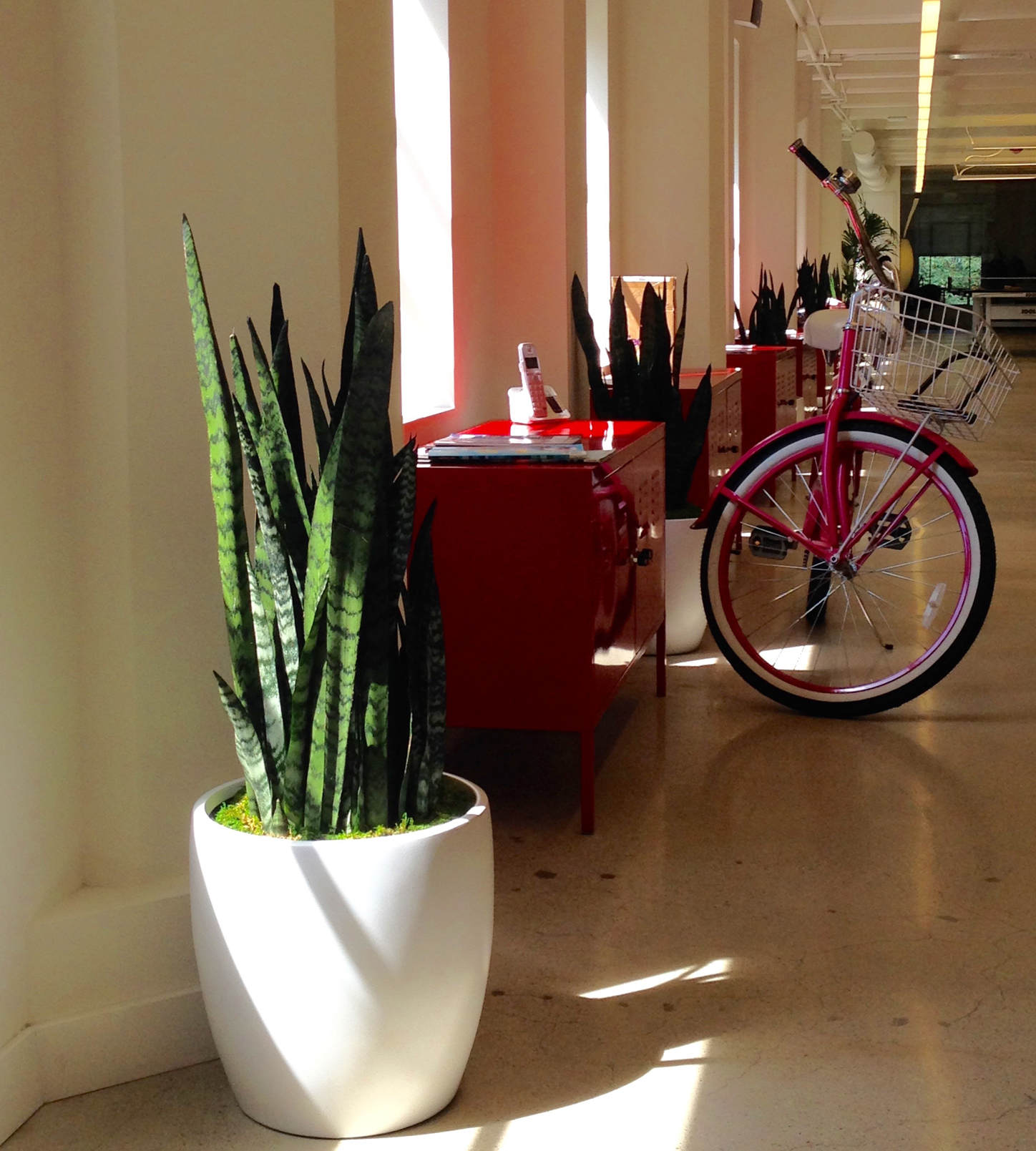Interior Plant Design Projects – Growing Roots Interior Plant Pros