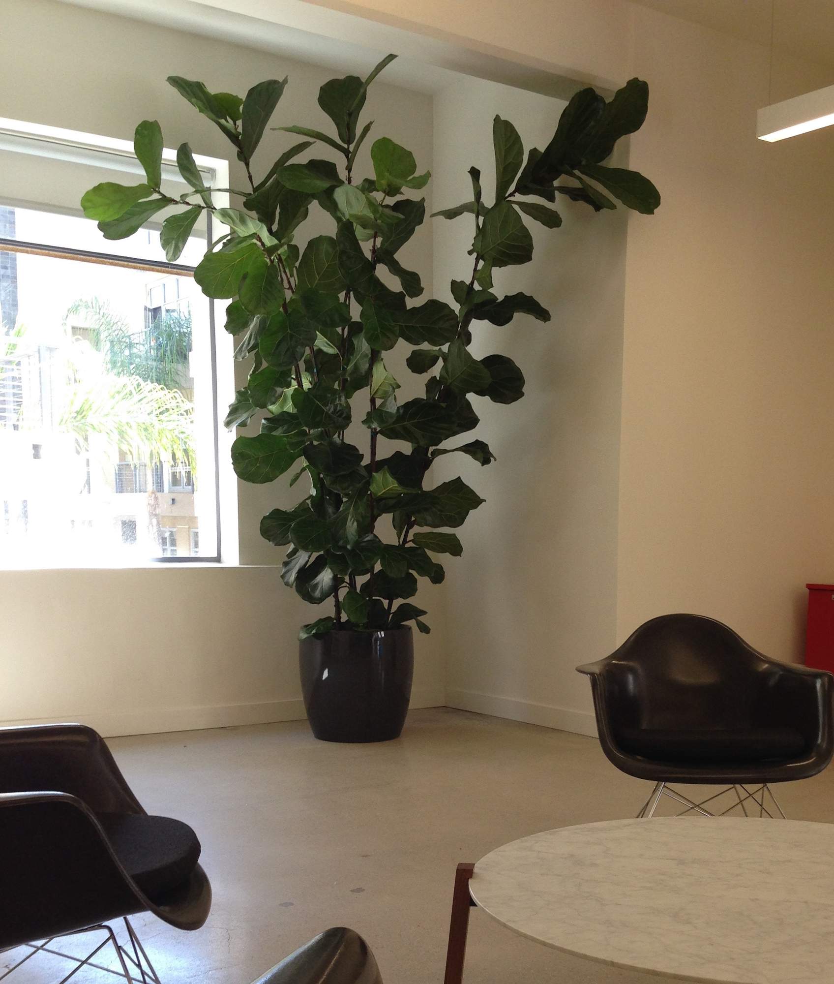 Interior Plant Design Projects – Growing Roots Interior Plant Pros