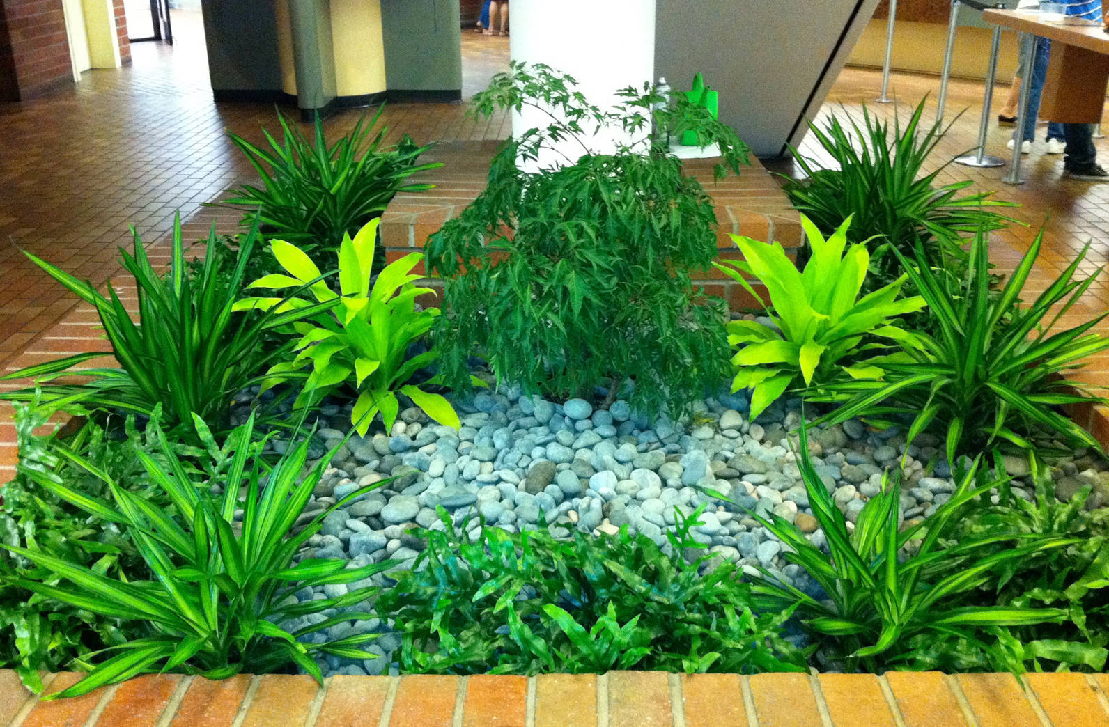 Interior Plant Design Projects – Growing Roots Interior Plant Pros