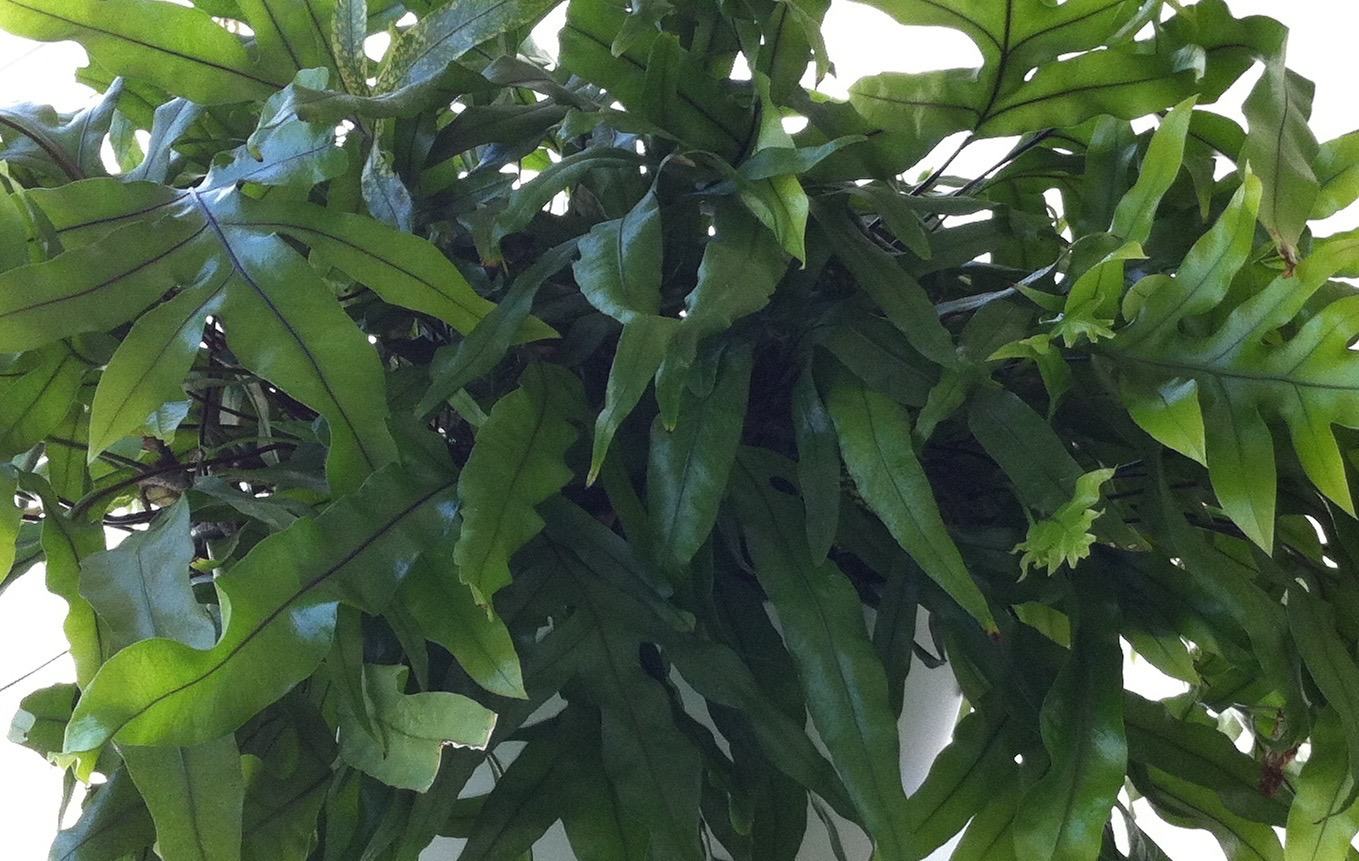 Interior Plant Design Projects – Growing Roots Interior Plant Pros