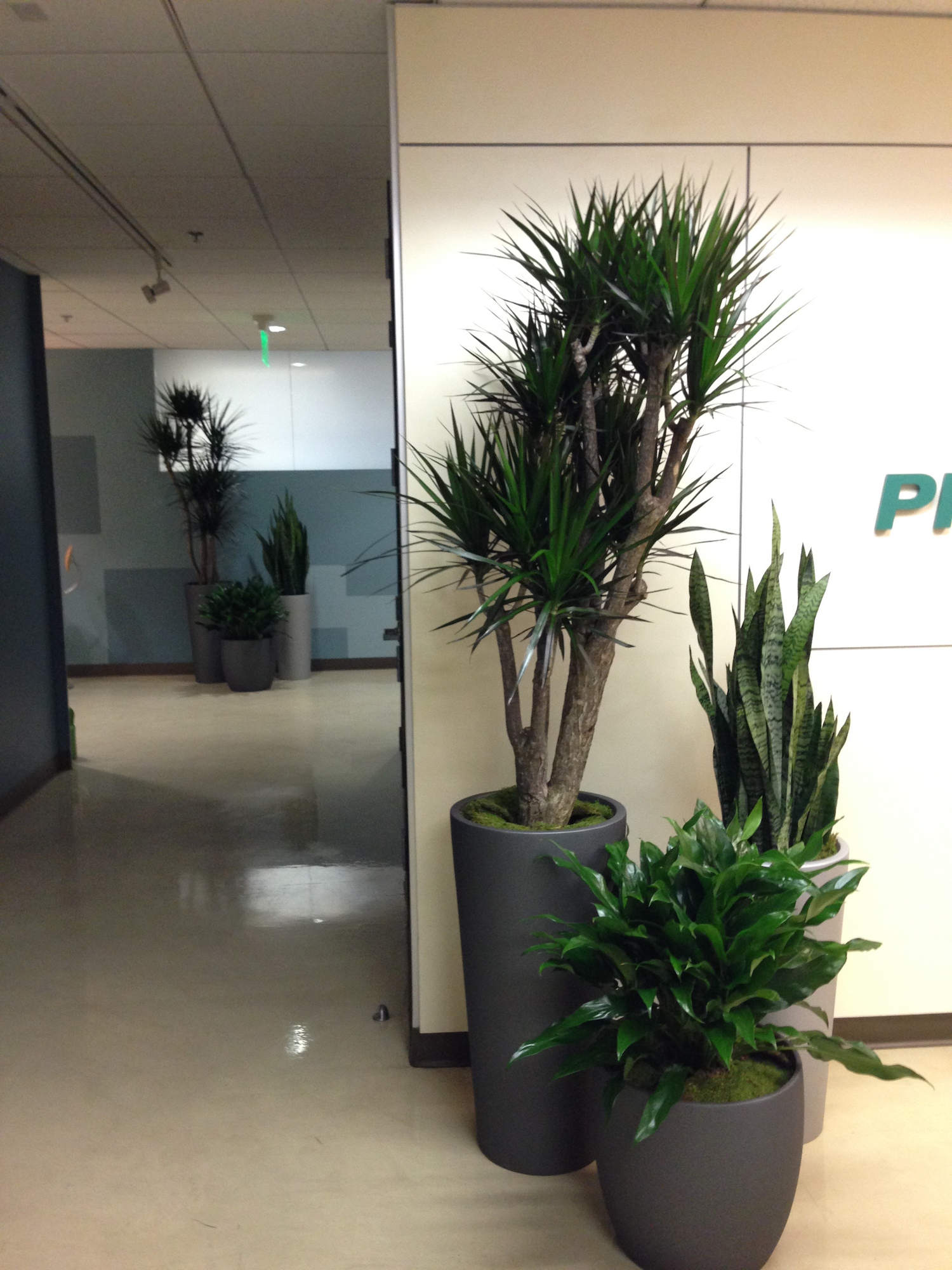 Interior Plant Design Projects – Growing Roots Interior Plant Pros