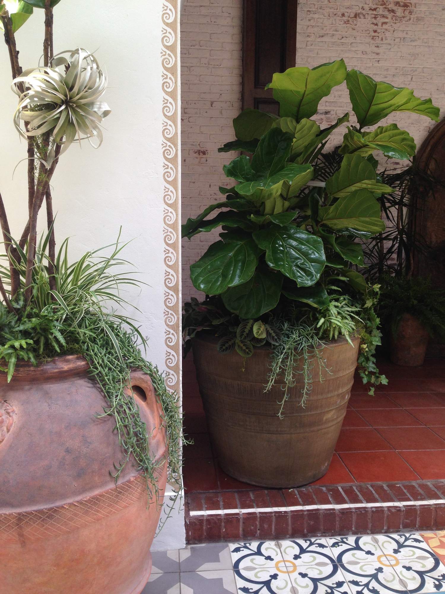 Interior Plant Design Projects – Growing Roots Interior Plant Pros