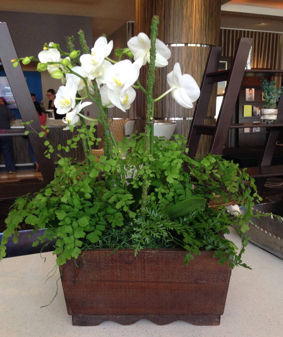 Interior Plant Design Projects – Growing Roots Interior Plant Pros