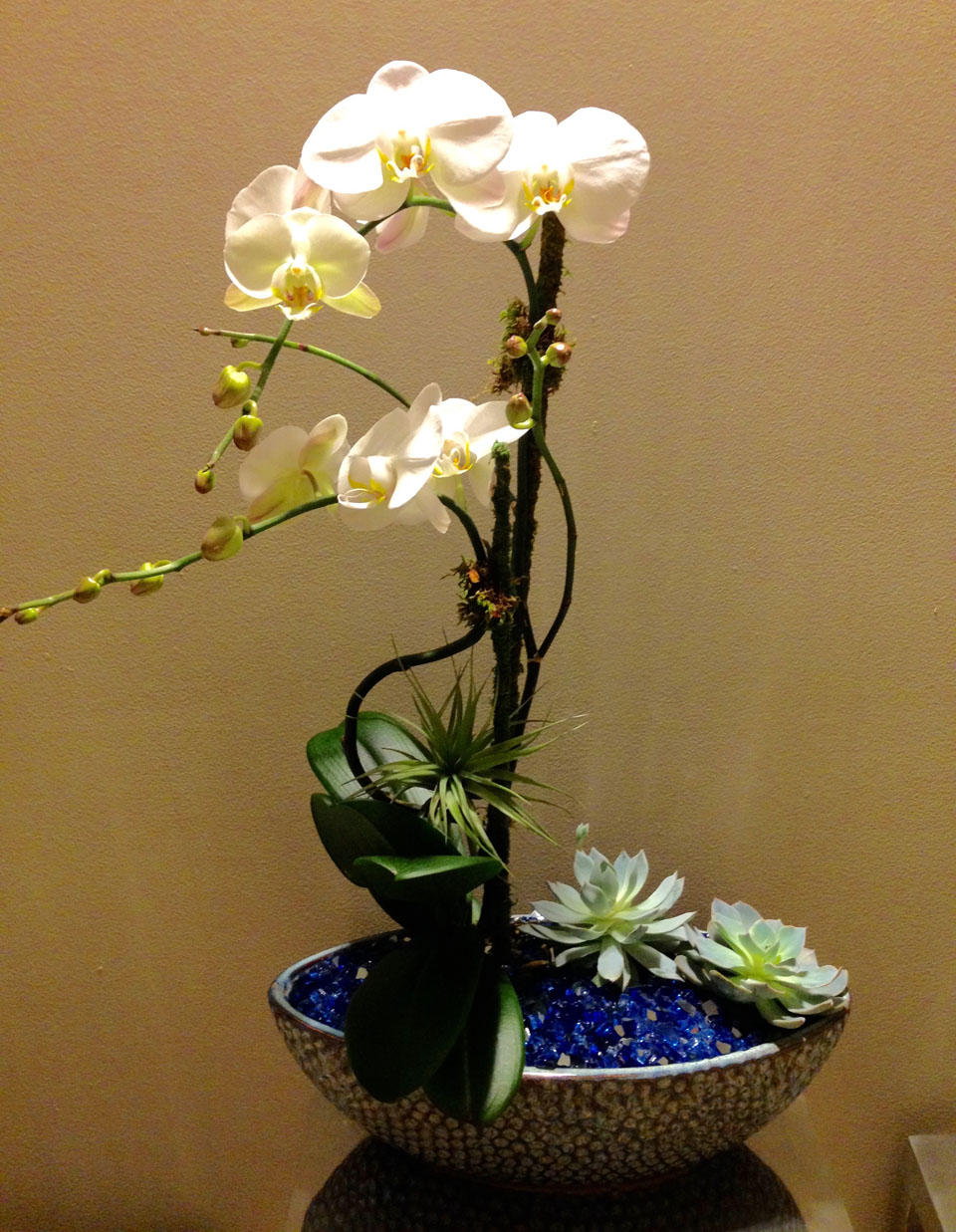 Interior Plant Design Projects – Growing Roots Interior Plant Pros