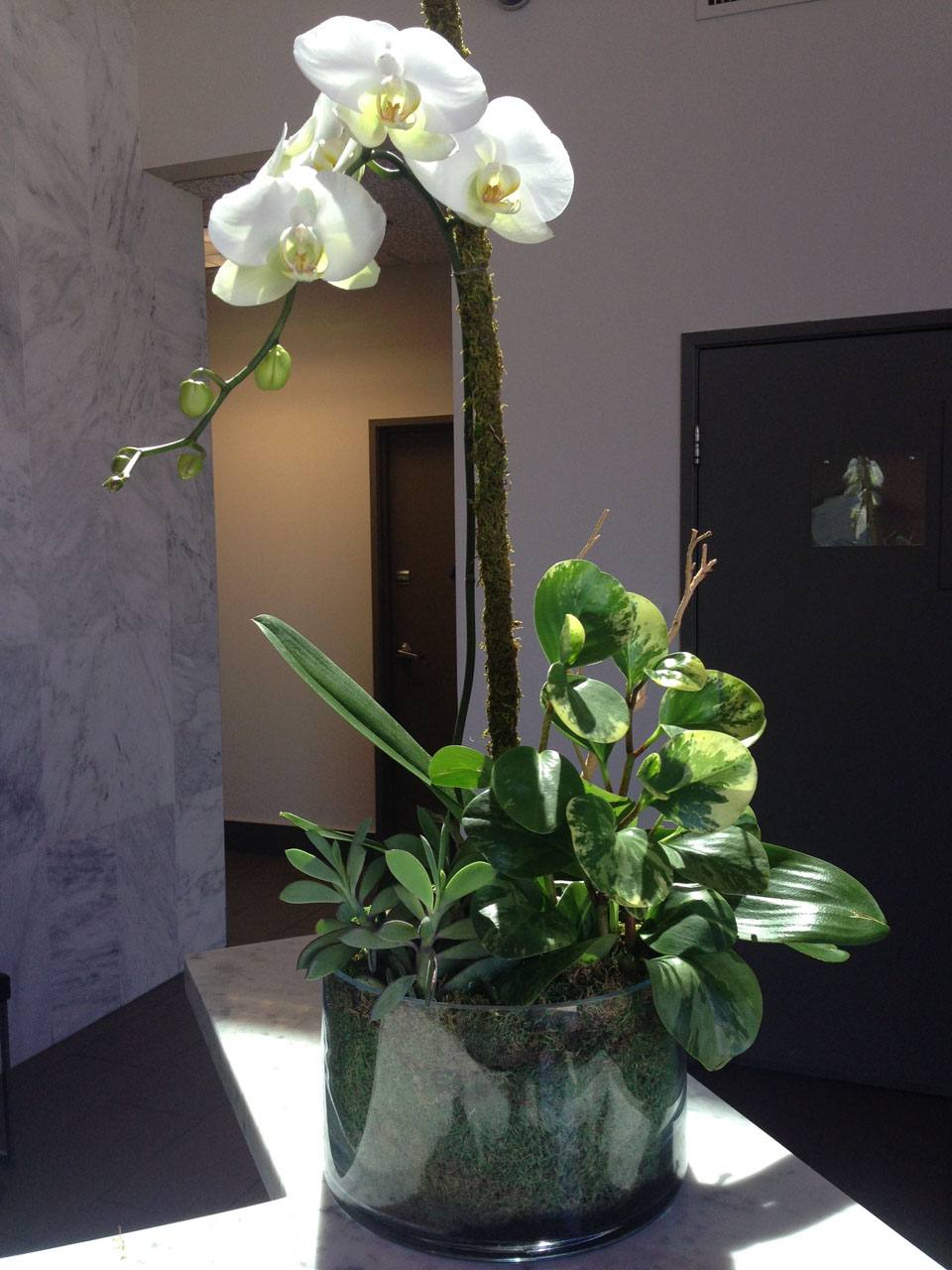 Interior Plant Design Projects – Growing Roots Interior Plant Pros