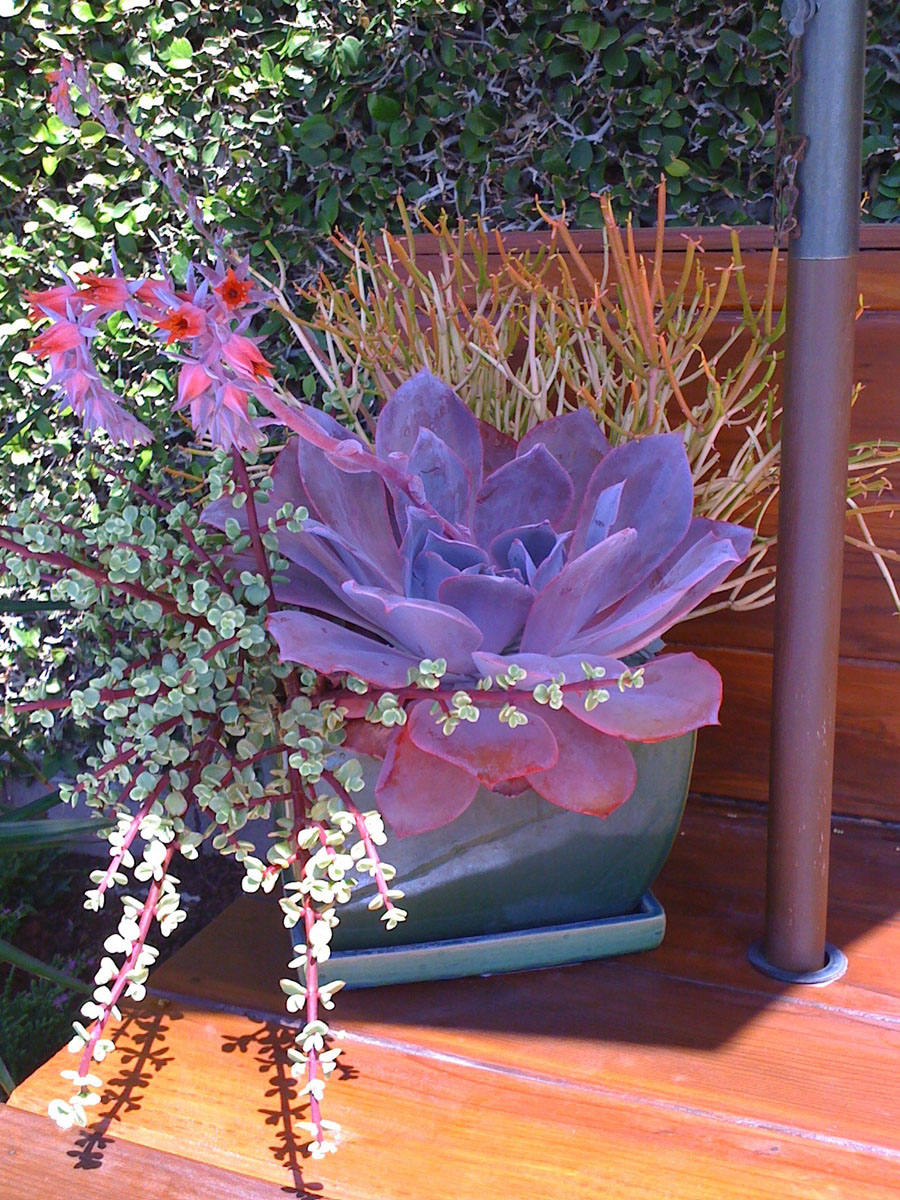 Interior Plant Design Projects – Growing Roots Interior Plant Pros