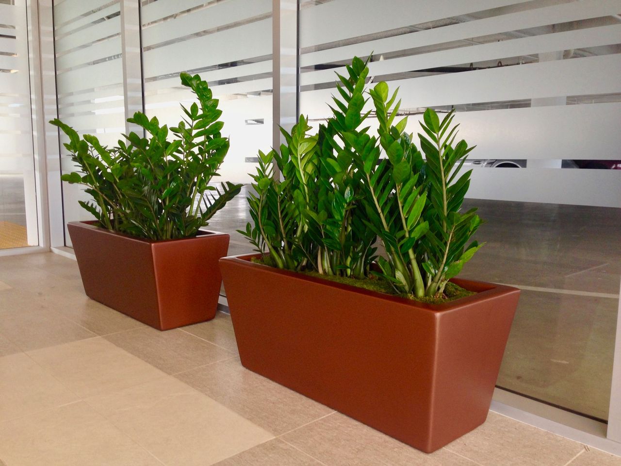5 Best Indoor Office Plants to Help Your Corporate Office Thrive