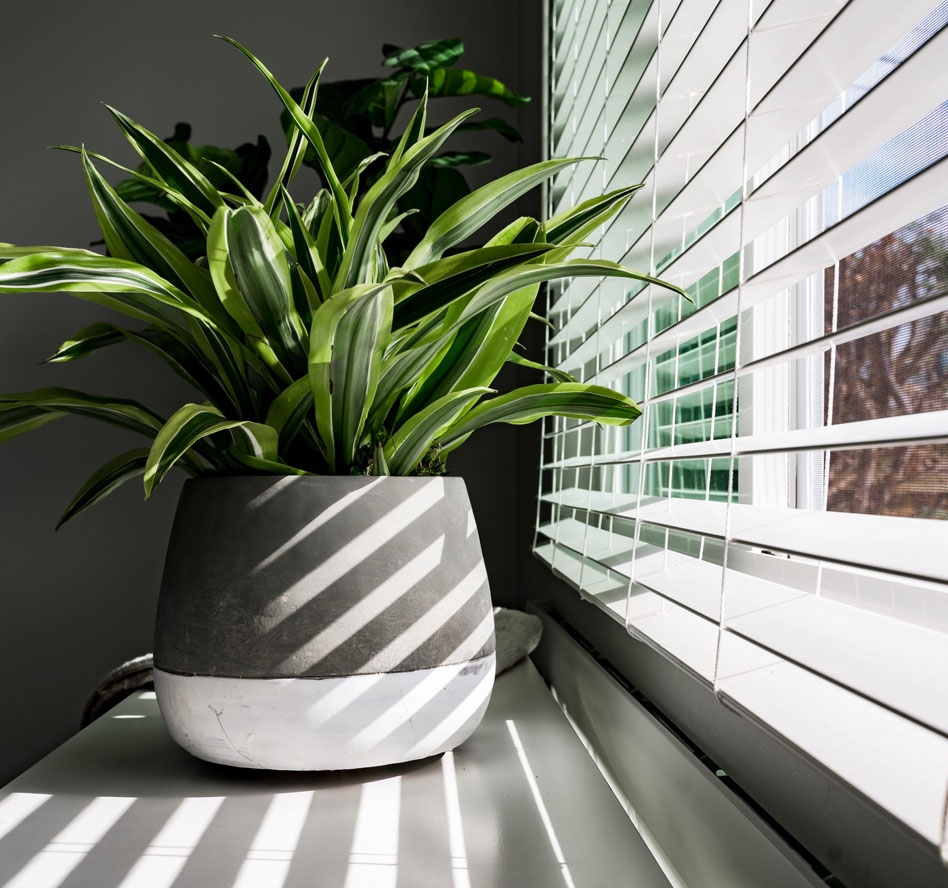 House Window Box Plants