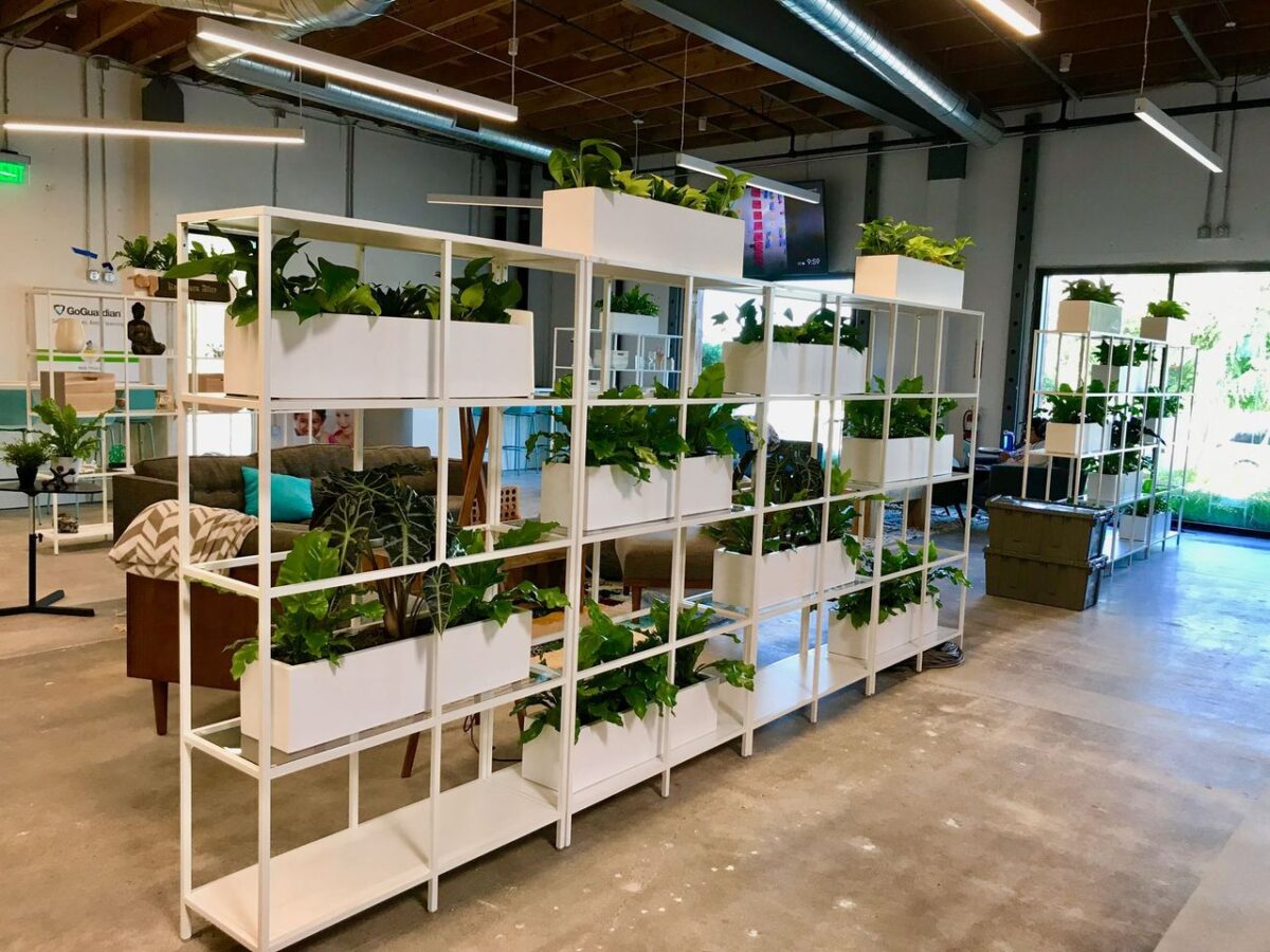 The Benefits of Biophilic Design in the Workplace