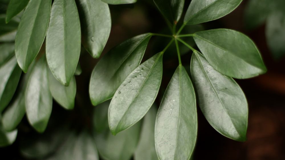 Growing Roots – Full-Service Indoor Plantcare